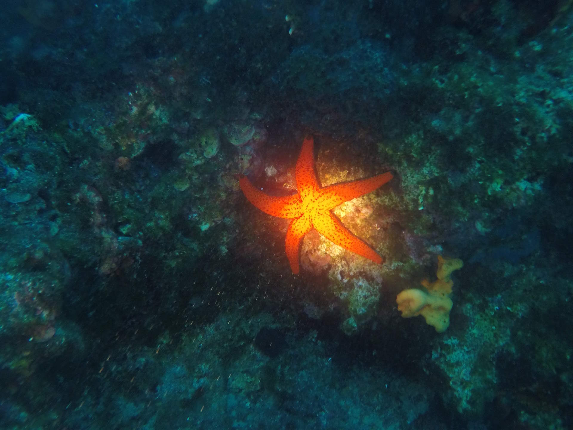 HOME [chios-scubadiving.gr]